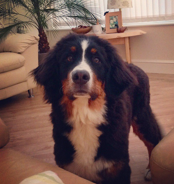 bermese mountain dog | Notts TV News | The heart of Nottingham news ...