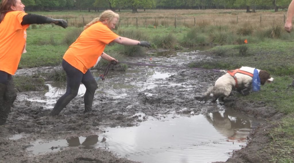 Video: Muddy Dog Challenge assault course at Wollaton Hall raises more ...