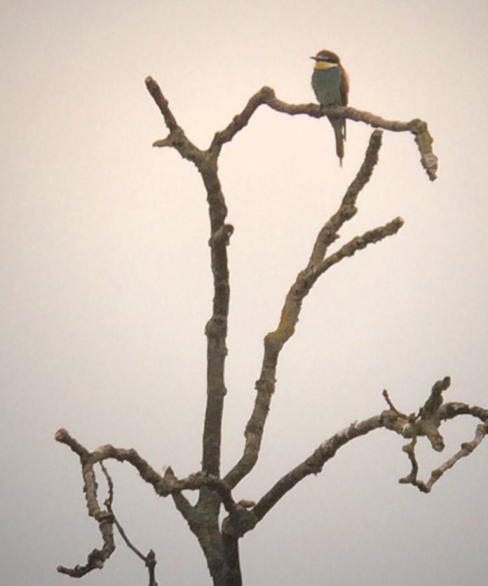 ‘Incredibly rare’ group of exotic birds spotted in Nottinghamshire ...