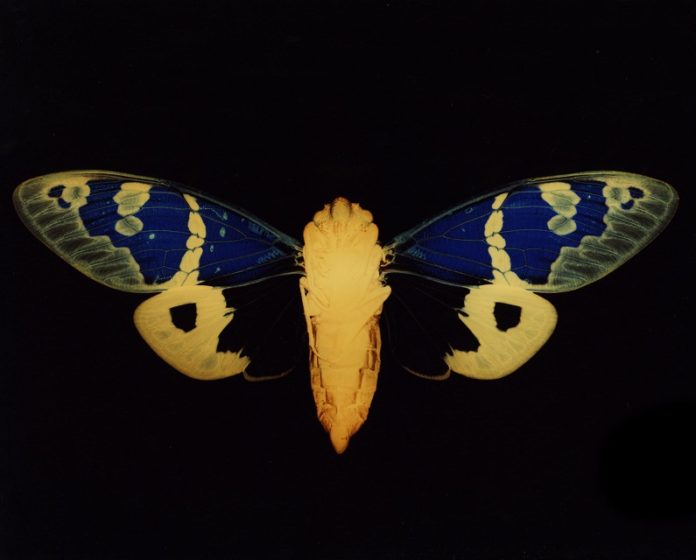 In Pictures: Notts woman captures photos of insects without using ...