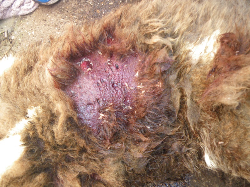 GRAPHIC IMAGES: Father and son banned from keeping animals after dog ...
