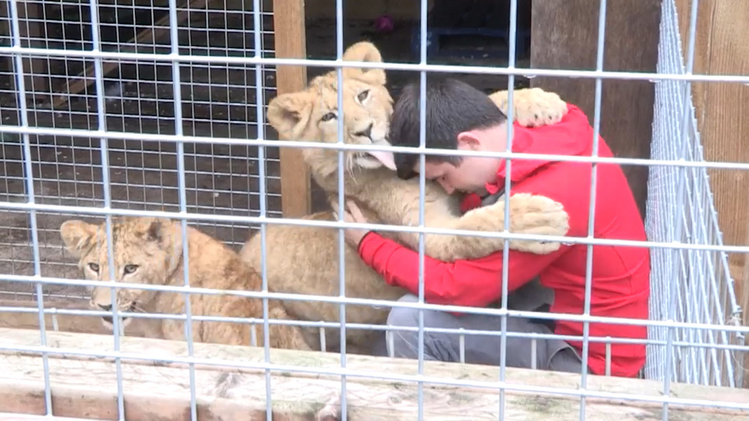 Rescued lions can stay in Strelley | Notts TV News | The heart of ...