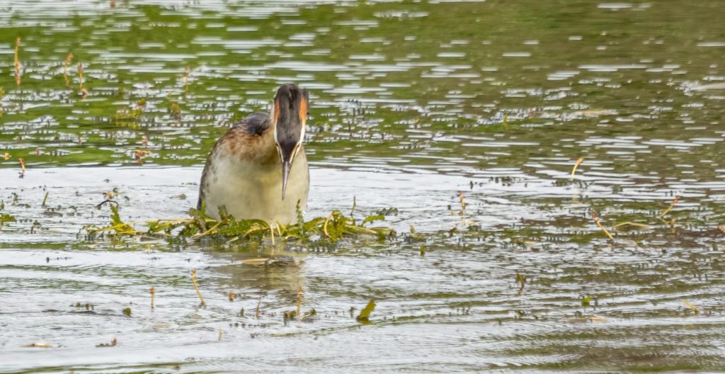 Campaigners' survey reveals 70 species that live near Nottinghamshire ...