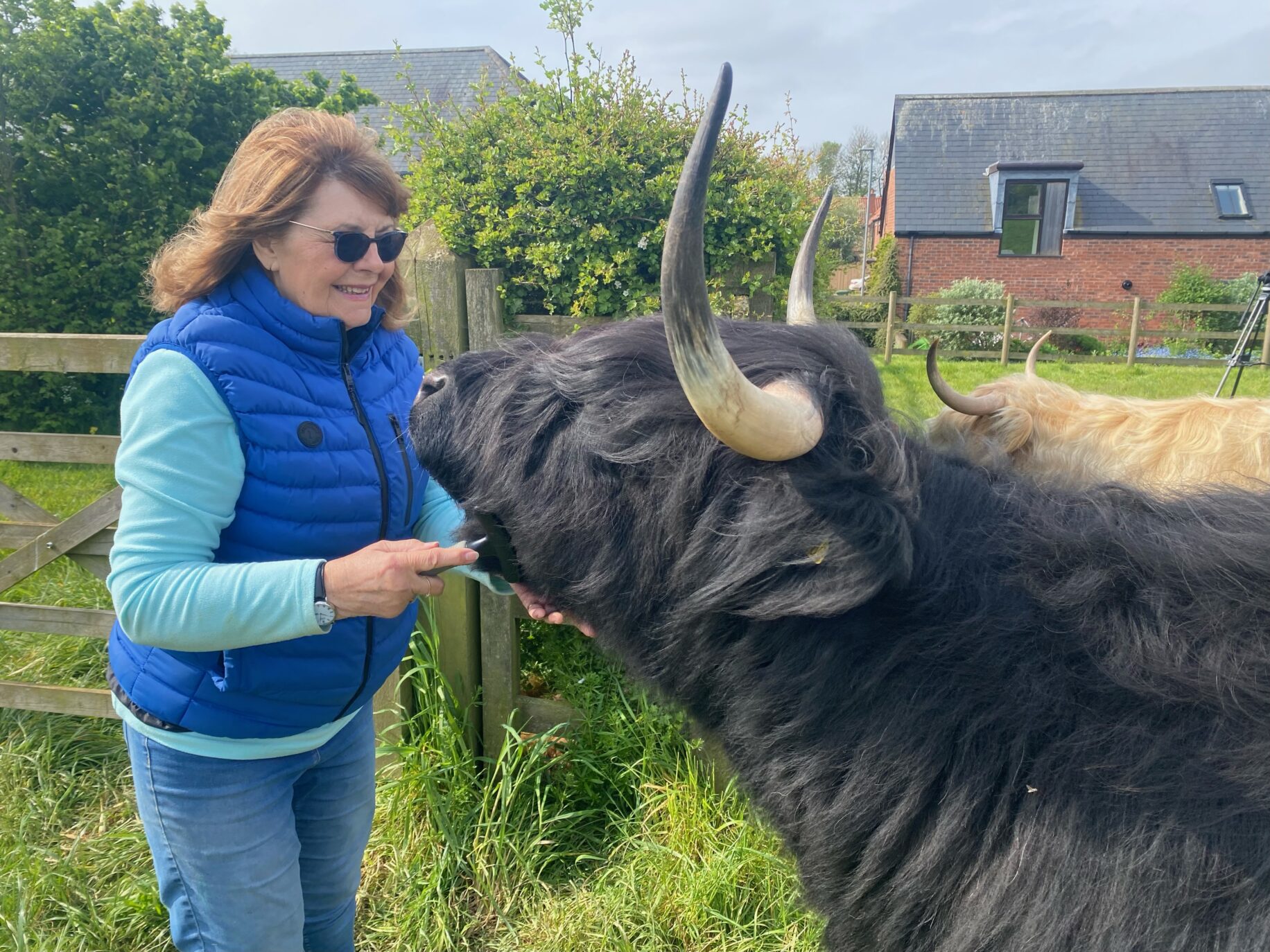 Highland cow ‘stars’ to make debut at Nottinghamshire County Show ...